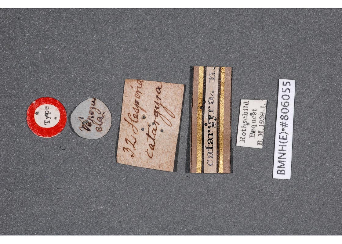 Corra coryna catargyra (type specimens)
